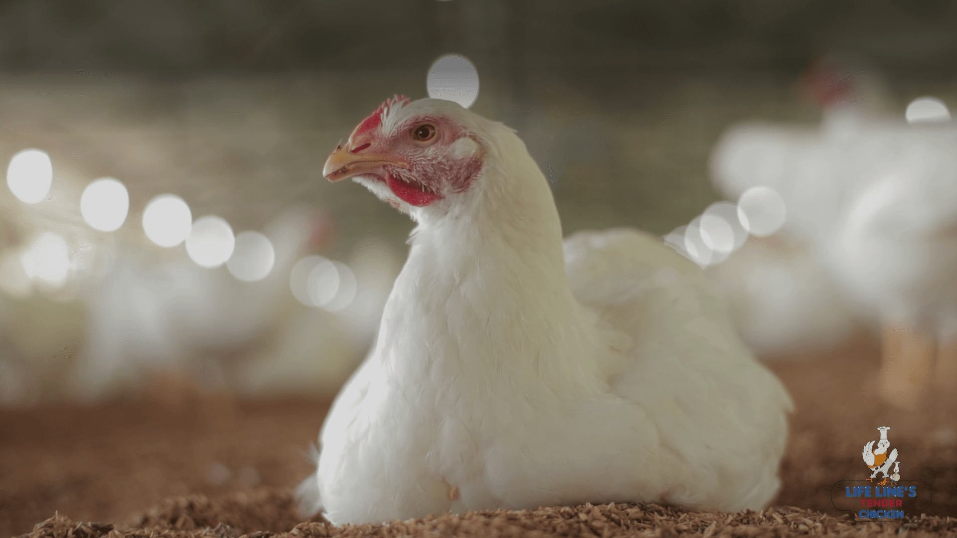 Welcome to Lifeline Feeds